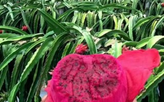 红肉火龙果热量高吗_孕妇可以吃吗