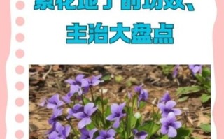 紫花地丁的功效与作用_紫花地丁的食用方法 紫花地丁的功效与作用_紫花地丁的食用方法