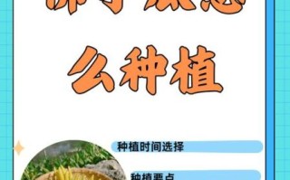 佛手瓜种子怎么种_佛手瓜种子催芽方法