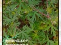 老鹳草的功效与作用_老鹳草怎么用效果最好