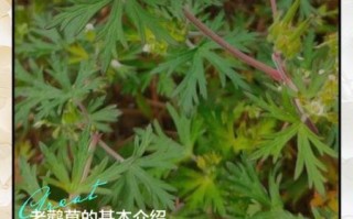 老鹳草的功效与作用_老鹳草怎么用效果最好