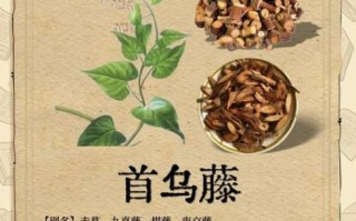 首乌藤有毒吗_首乌藤副作用与禁忌