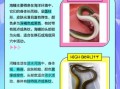 鳗鱼是海鲜吗_鳗鱼属于海鲜还是河鲜