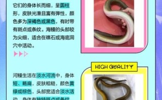 鳗鱼是海鲜吗_鳗鱼属于海鲜还是河鲜