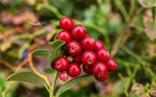 蔓越莓长啥样_蔓越莓图片特征