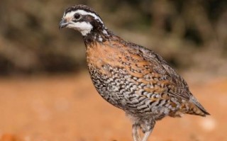 鹌鹑鸟图片怎么拍_鹌鹑鸟图片高清大全