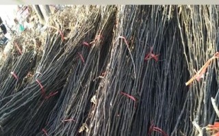 梨树苗怎么选_梨树苗价格多少钱一棵