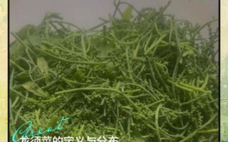 白色龙须菜是人造的吗_白色龙须菜和天然龙须菜区别