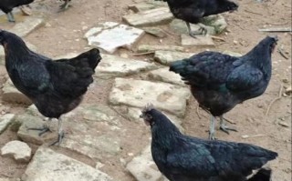 五黑鸡多少钱一斤_五黑鸡价格行情