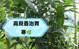 高良姜和香附的功效与作用_适合哪些人吃 高良姜和香附的功效与作用_适合哪些人吃