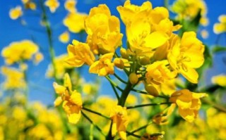 油菜花什么时候开_油菜花图片拍摄技巧