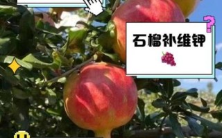 儿童吃石榴有什么好处_石榴对儿童有哪些营养功效