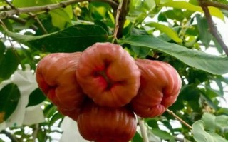 莲雾多少钱一斤_莲雾价格为什么差别大