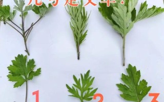 艾蒿和艾草一样吗_艾蒿与艾草的区别图片