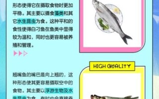 翘嘴鱼是什么鱼_翘嘴鱼和白条鱼的区别