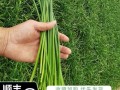 韭菜苔和韭菜的区别_哪个更营养