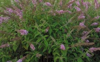 醉鱼草的功效与作用_醉鱼草怎么养