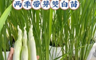 茭白别名叫什么_茭白为什么叫高瓜