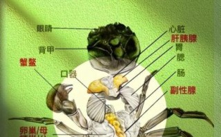 螃蟹不能和什么一起吃_吃螃蟹的禁忌有哪些