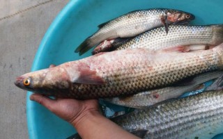 梭鱼多少钱一斤_梭鱼价格受哪些因素影响