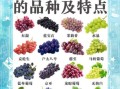 葡萄的营养价值及功效_吃葡萄有什么好处