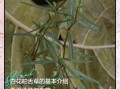 白花蛇舌草能祛斑吗_白花蛇舌草祛斑效果怎么样