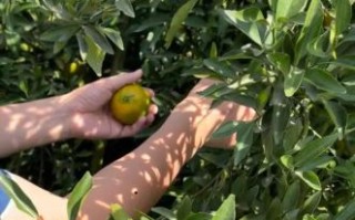 家庭怎样制作陈皮_自制陈皮的做法步骤