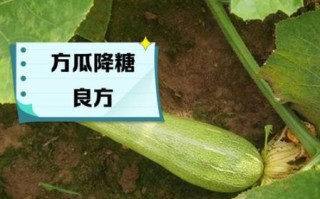 方瓜的功效与作用_方瓜怎么吃最营养