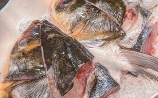 鱼头火锅用什么鱼最好吃_鱼头火锅选鱼技巧