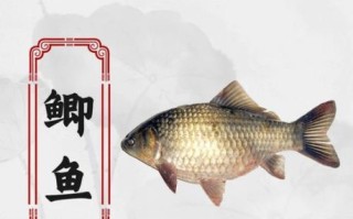 鲫鱼汤的功效与作用_哪些人不能吃