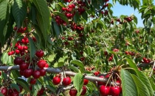 车厘子树图片大全大图_车厘子树长什么样