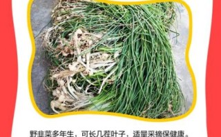 野韭菜花有什么功效_野韭菜花怎么吃最好