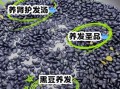 黑豆怎么吃对白发好_黑豆治白发的正确吃法