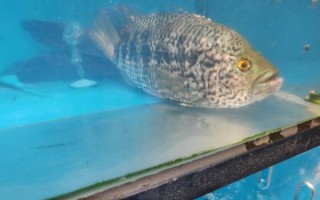 花斑鱼多少钱一斤_花斑鱼价格行情