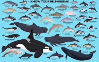 海豚是鱼吗_海豚为什么不是鱼