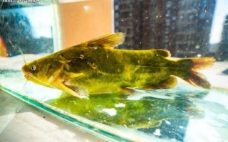 野生黄辣丁长什么样_野生黄辣丁和养殖区别