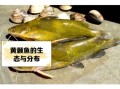黄牯鱼怎么做好吃_黄牯鱼的营养价值有哪些