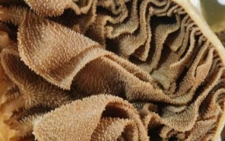 牛百叶是什么动物身上的_牛百叶和牛肚区别