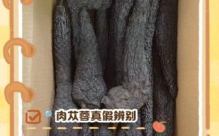 苁蓉图片长什么样_苁蓉真假如何辨别 苁蓉图片长什么样_苁蓉真假如何辨别