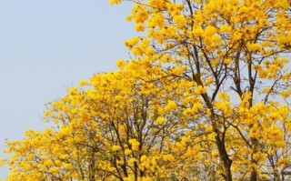 黄花风铃木花期多久_黄花风铃木适合种在哪里