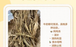 牛奶树根煲什么汤最好_牛奶树根搭配什么食材