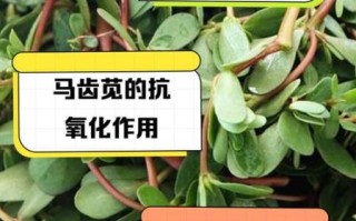马齿笕去湿疹的方法_马齿笕怎么用效果最好