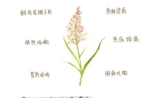 鲜芦根的功效与作用_鲜芦根怎么泡水喝