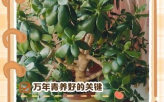 万年青怎么养_万年青养殖注意事项