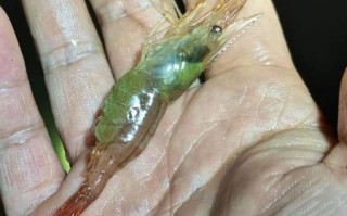 河虾长什么样_河虾外形特征