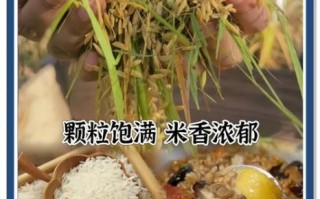 中国十大品牌大米有哪些_如何挑选正宗五常米