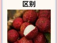 桂圆和荔枝的区别_哪个更上火