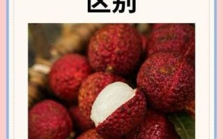 桂圆和荔枝的区别_哪个更上火