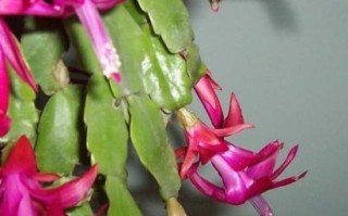 毛蟹爪兰和蟹爪兰区别_如何一眼区分