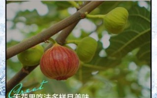 无花果怎么吃_无花果的吃法有哪些